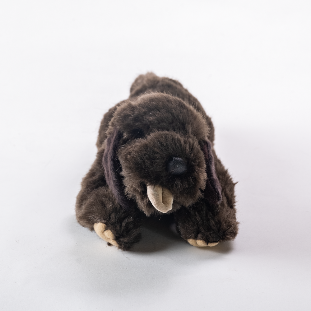 Your family labrador chocolate – carabas